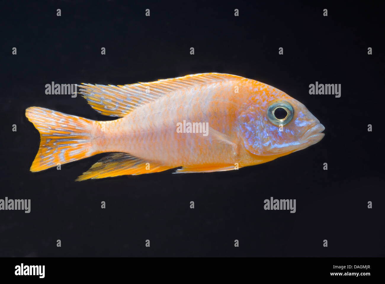 Malawi Cichlid (Aulonocara Rubinrot), Red Rubin Stock Photo - Alamy