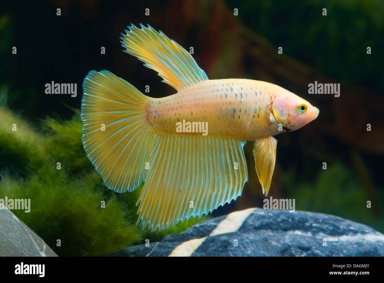 Siamese fighting fish, Siamese fighter (Betta splendens Apricot ...