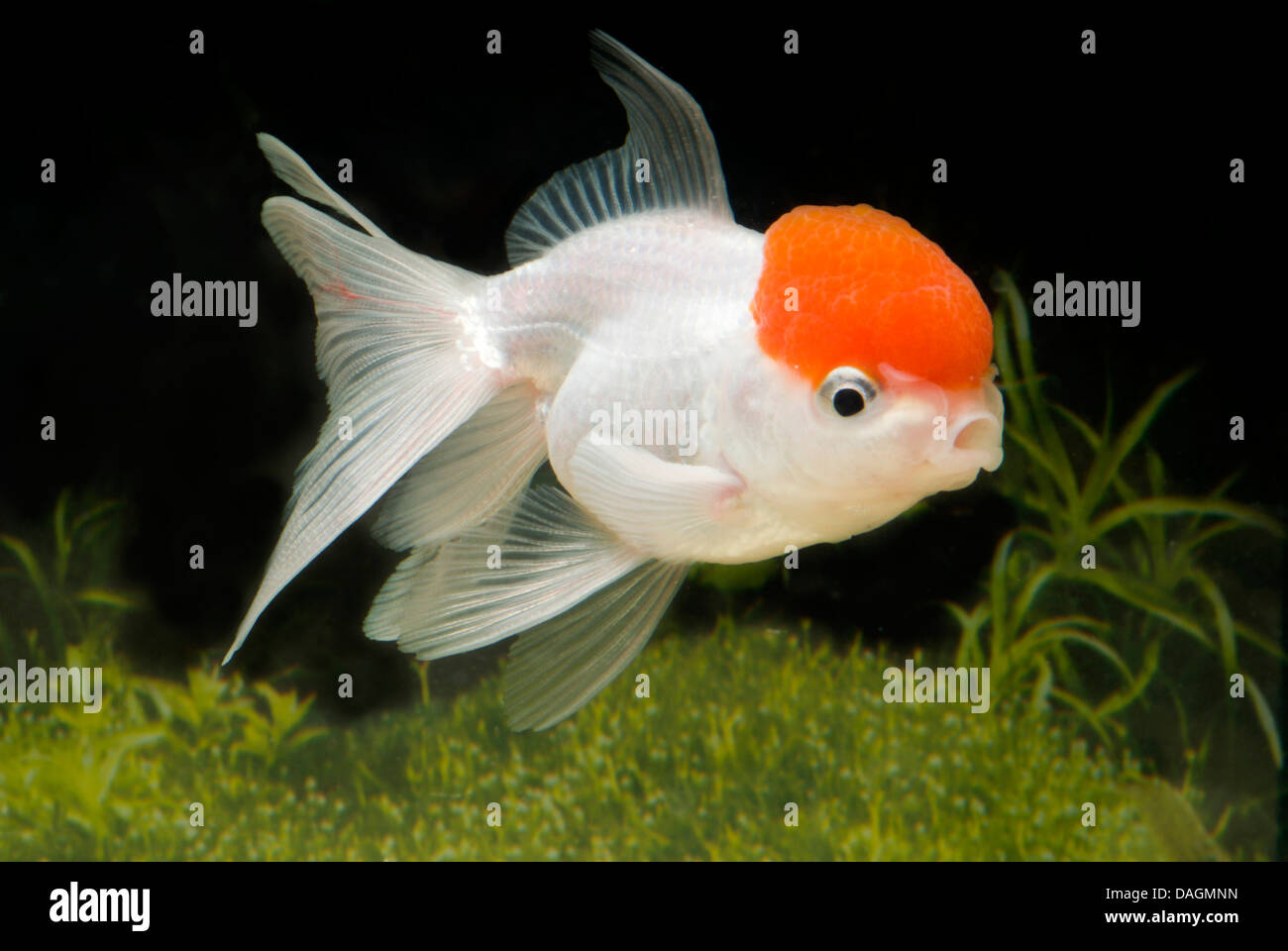 goldfish, common carp (Carassius auratus), lionhead-Rotkaeppchen Stock ...