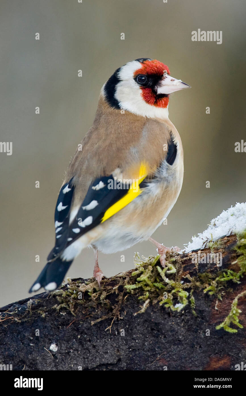 Goldfinch hi-res stock photography and images - Alamy