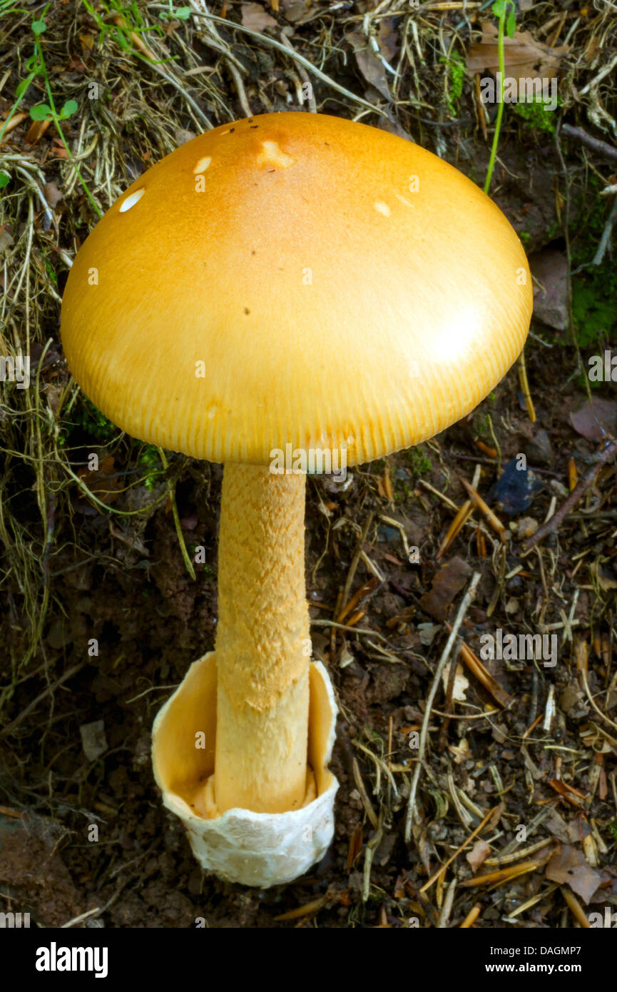 orange grisette (Amanita crocea), fruiting body on forest ground ...