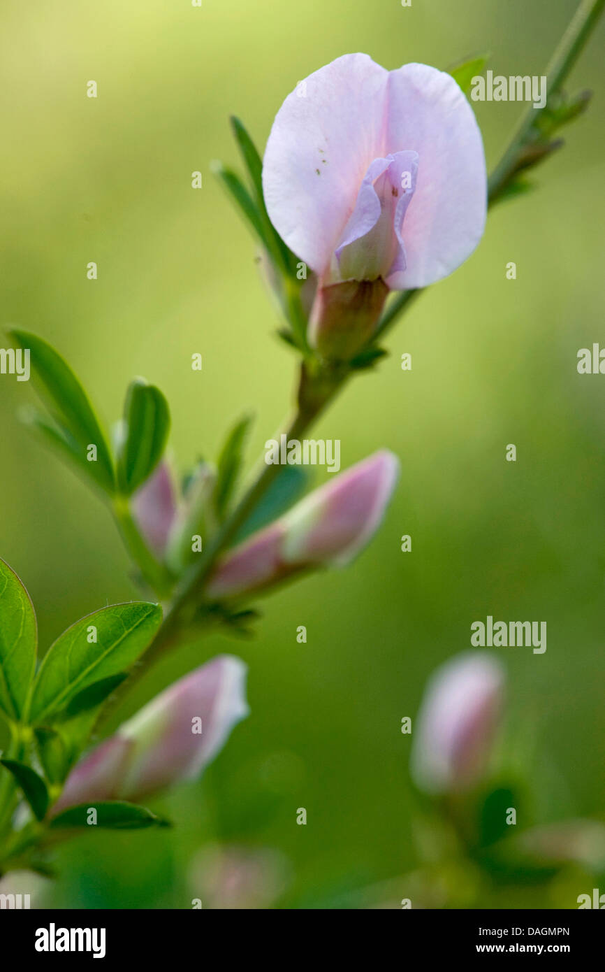 Dwarf Broom High Resolution Stock Photography and Images - Alamy