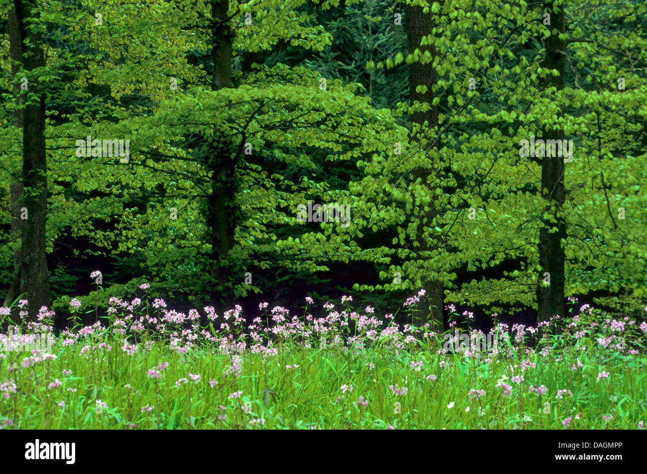 Spring meadow flowers forest germany hi-res stock photography and ...