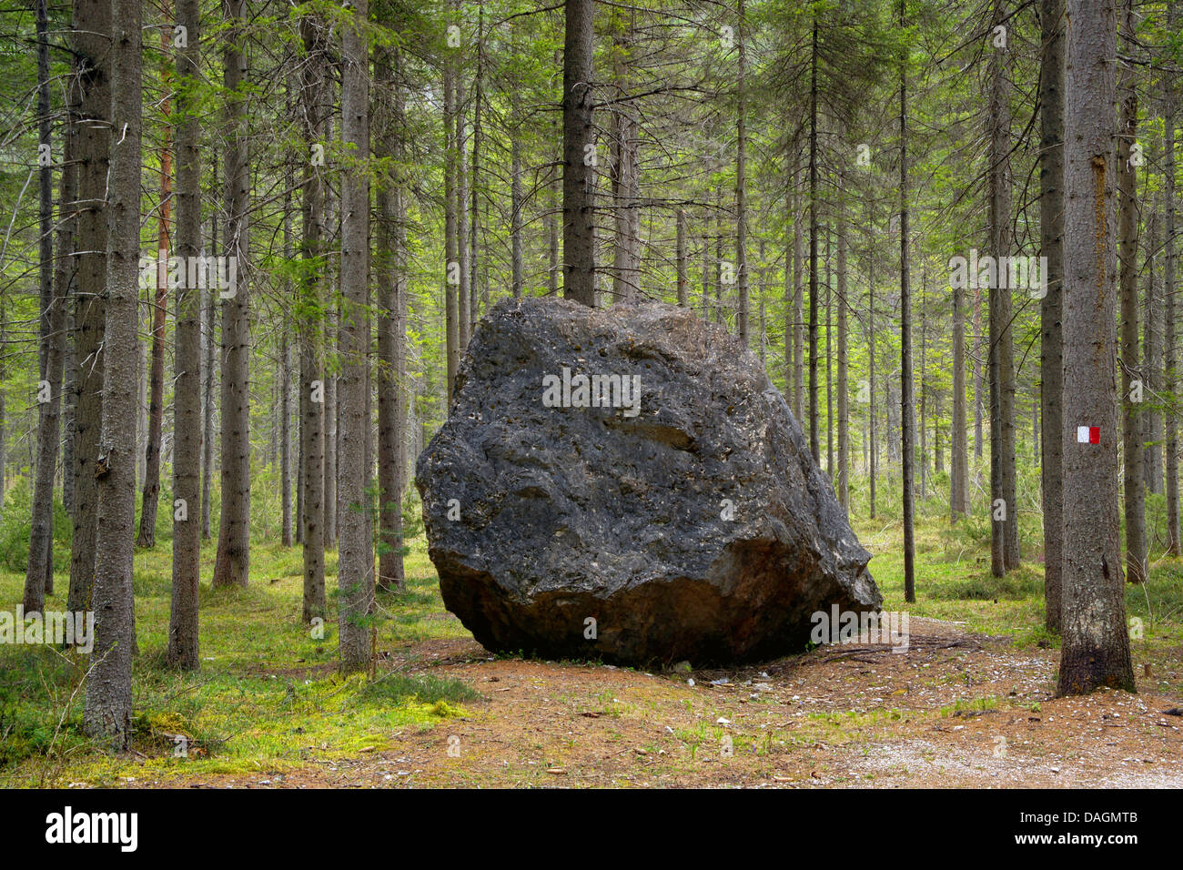 Different paths in forest hi-res stock photography and images - Alamy