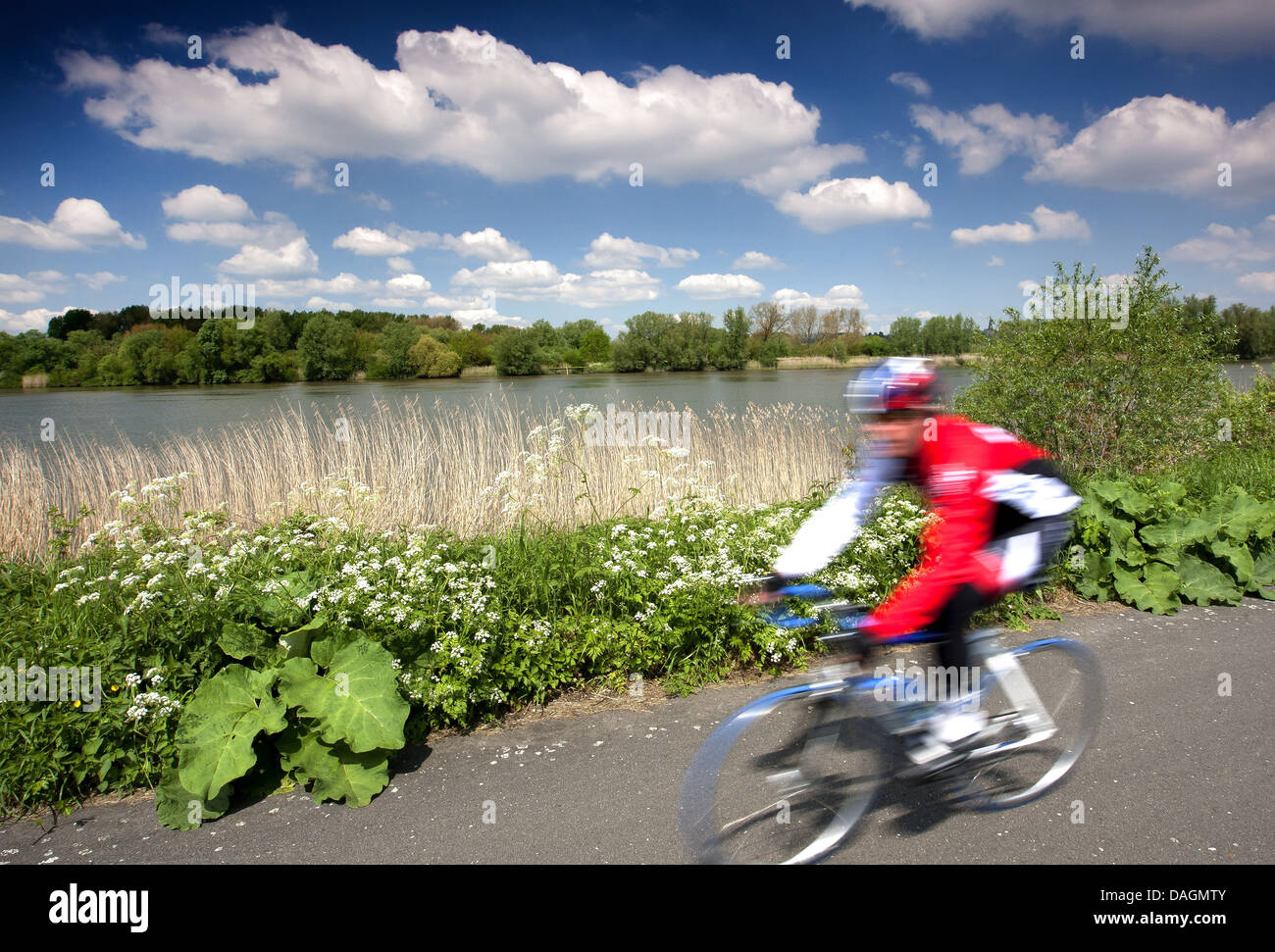biker on dike along river Scheldt, Belgium, Scheldevallei Stock Photo ...