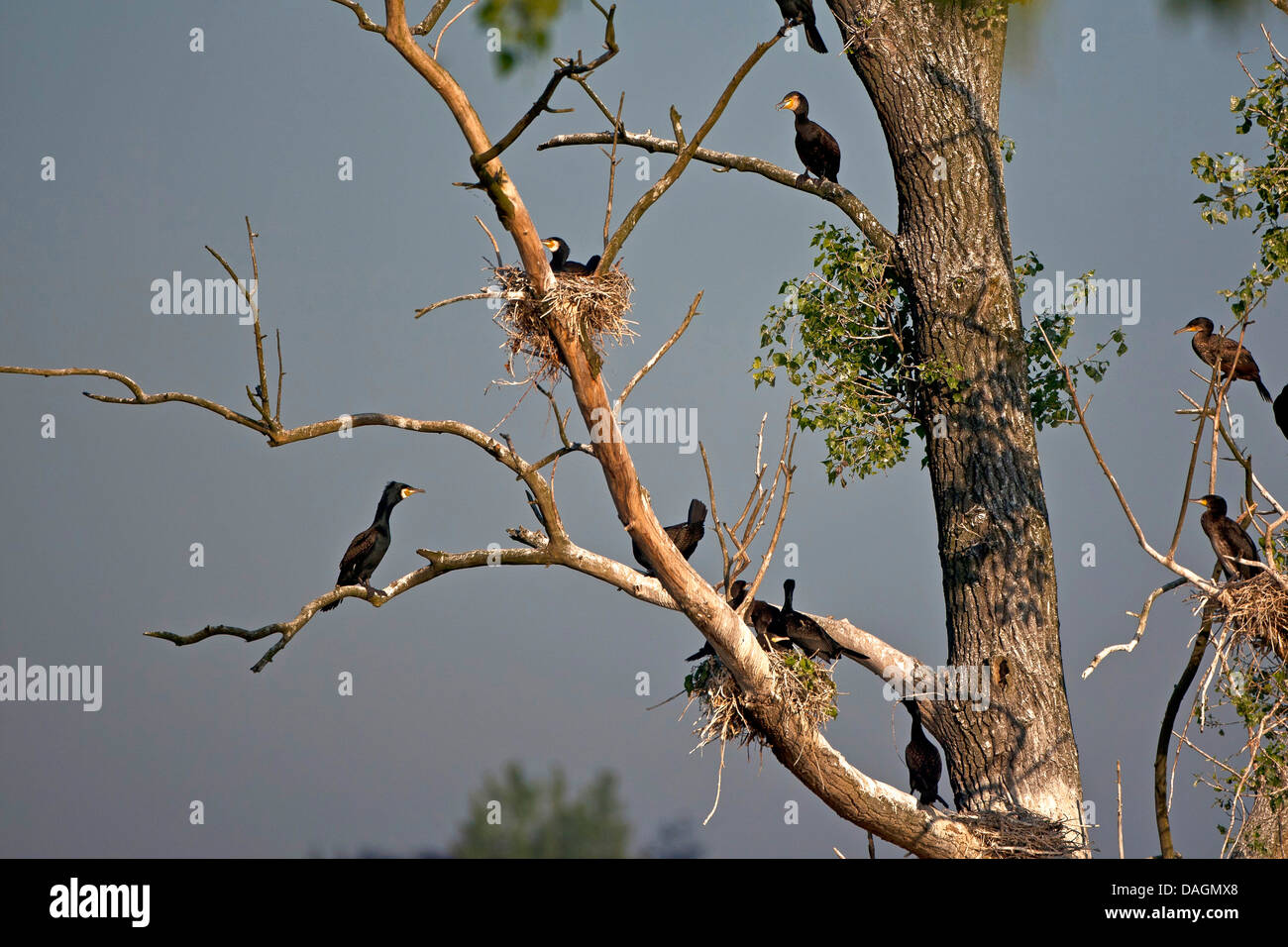 great cormorant (Phalacrocorax carbo), nesting colony on a tree ...