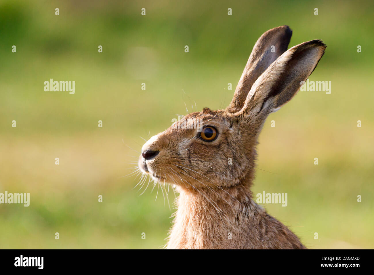 Brown hare ears hi-res stock photography and images - Alamy