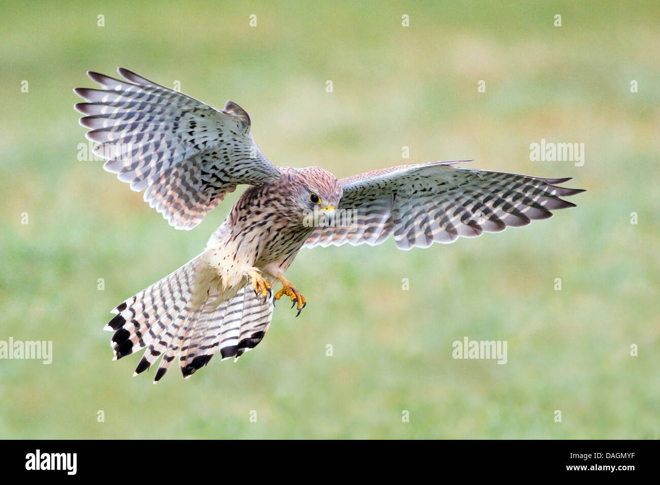 Kestrel flying showing claws Stock Photo - Alamy