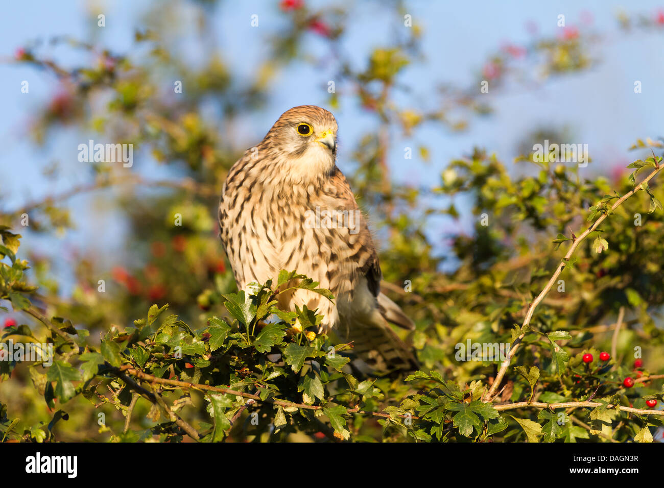 Kestrel perched in tree Stock Photo - Alamy