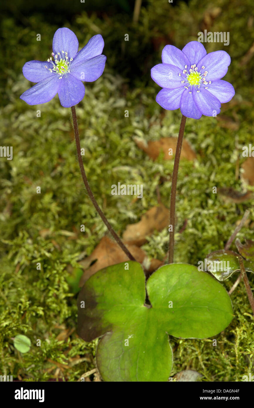 hepatica liverleaf, American liverwort (Hepatica nobilis), blooming ...