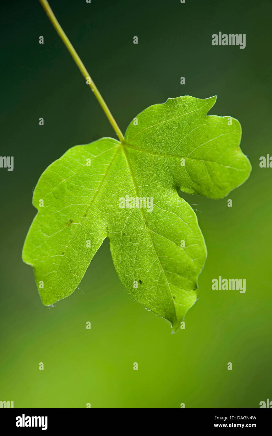 Acer campestre leaf hi-res stock photography and images - Alamy