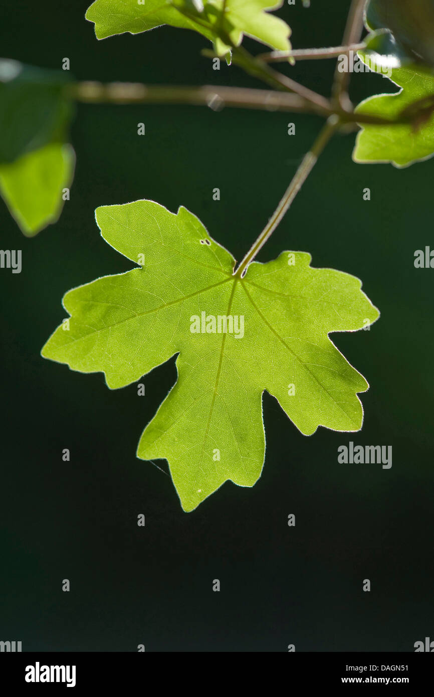 field maple, common maple (Acer campestre), leaf on a branch in ...