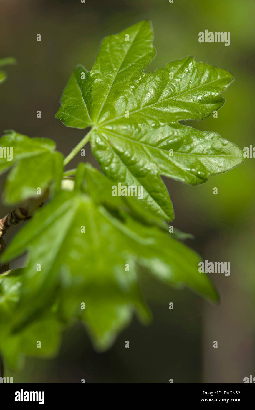 field maple, common maple (Acer campestre), leaves on a branch, Germany ...