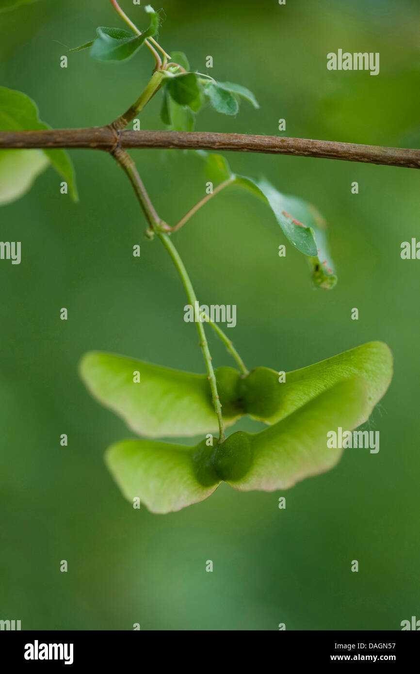 field maple, common maple (Acer campestre), fruits on a branch, Germany ...