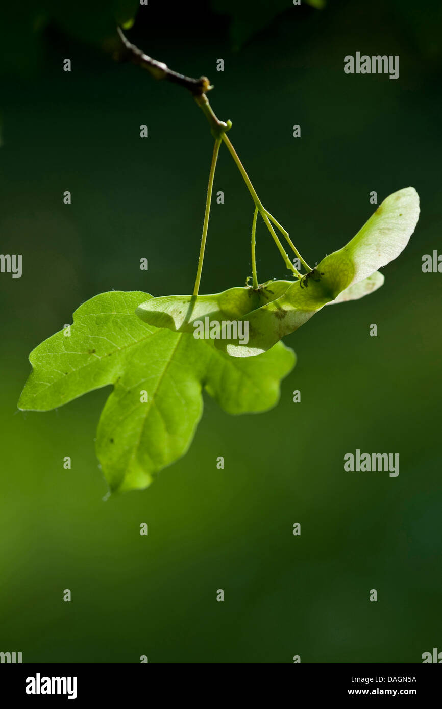 field maple, common maple (Acer campestre), fruits on a branch, Germany ...