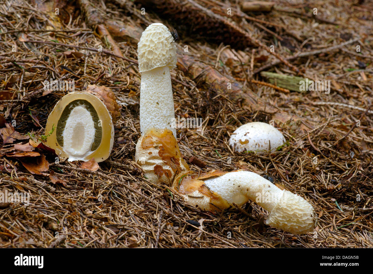 stinkhorn (Phallus impudicus), young stinkhorns and a sliced one Stock ...