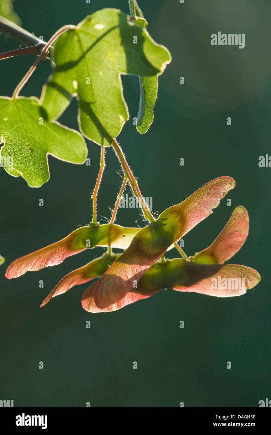 field maple, common maple (Acer campestre), fruits on a branch in ...