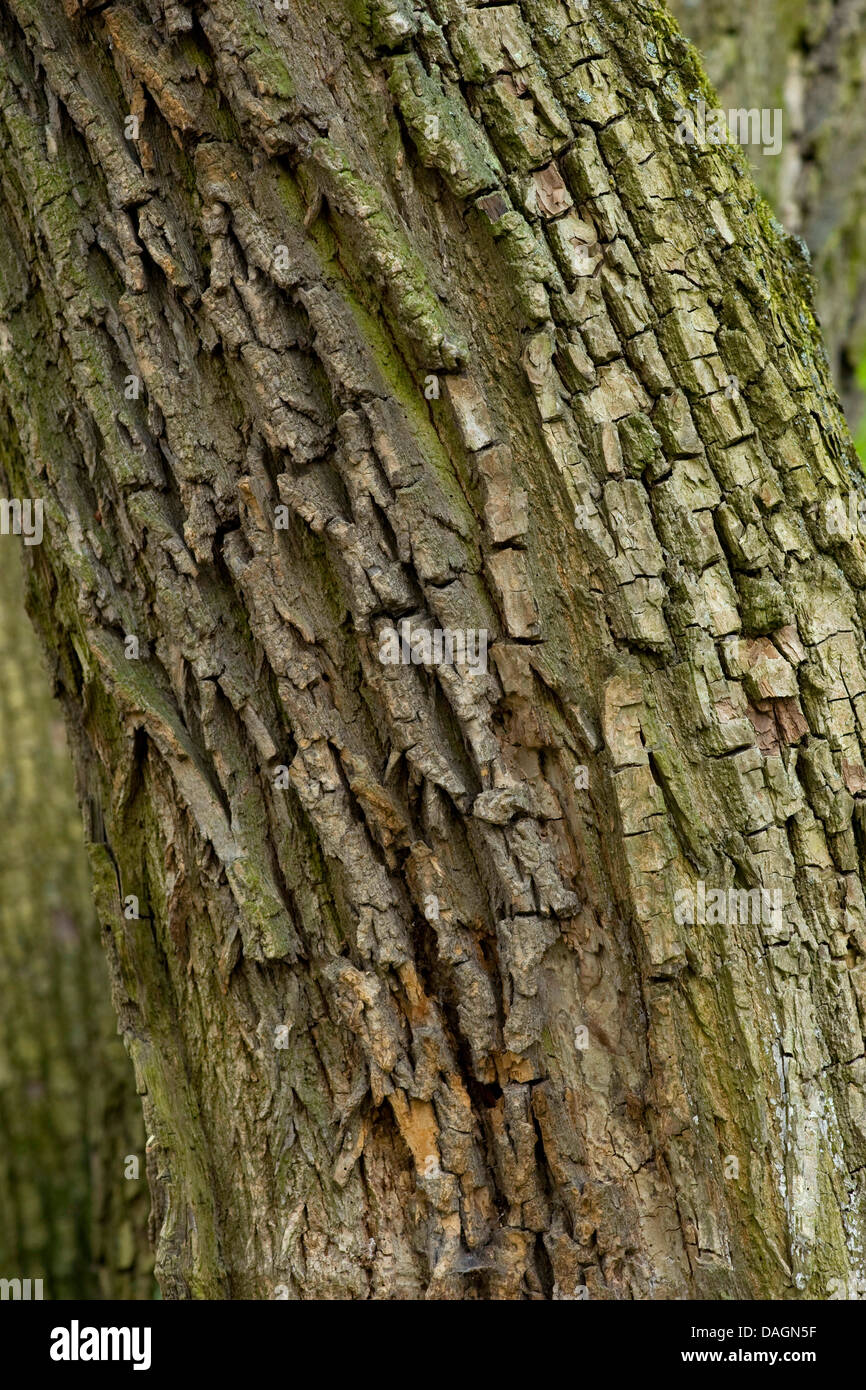 Acer Campestre Bark