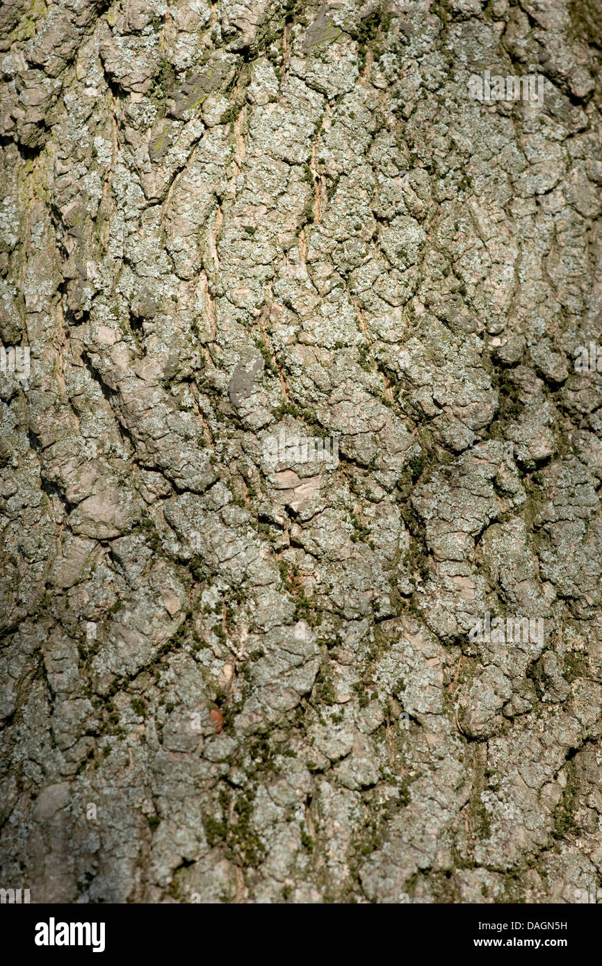 Acer campestre bark hi-res stock photography and images - Alamy