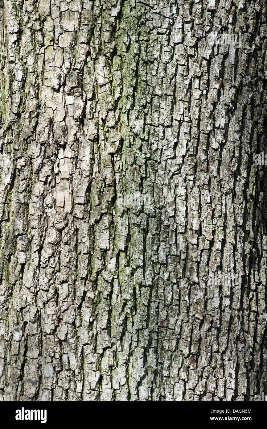field maple, common maple (Acer campestre), bark, Germany Stock Photo ...