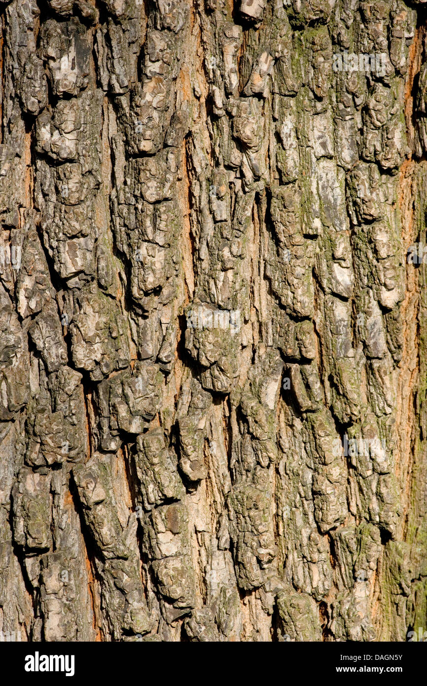 Acer campestre bark hi-res stock photography and images - Alamy
