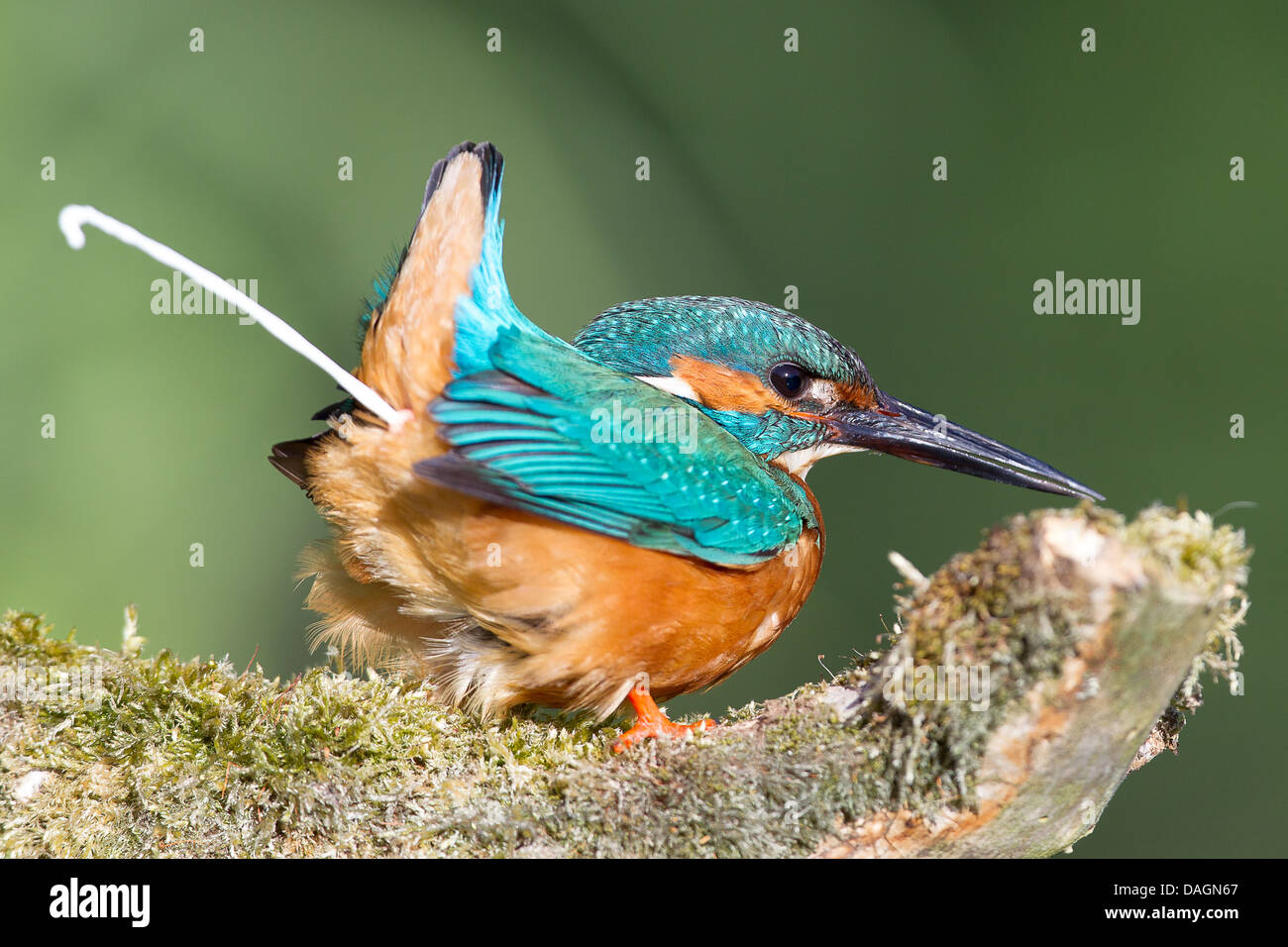 Kingfisher doing a poo Stock Photo - Alamy