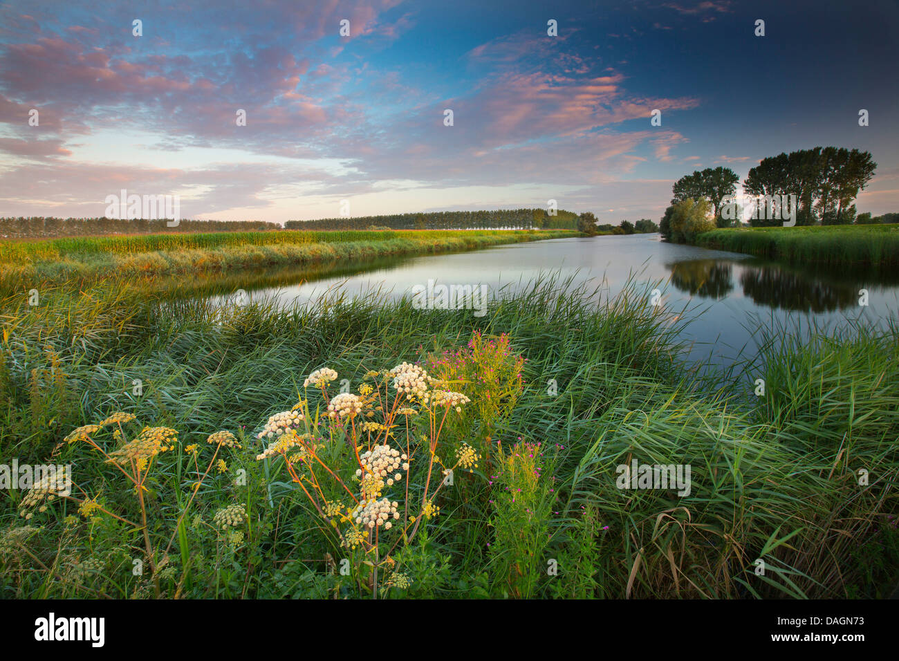 Wild angelica (Angelica sylvestris), blooming near canal in field ...