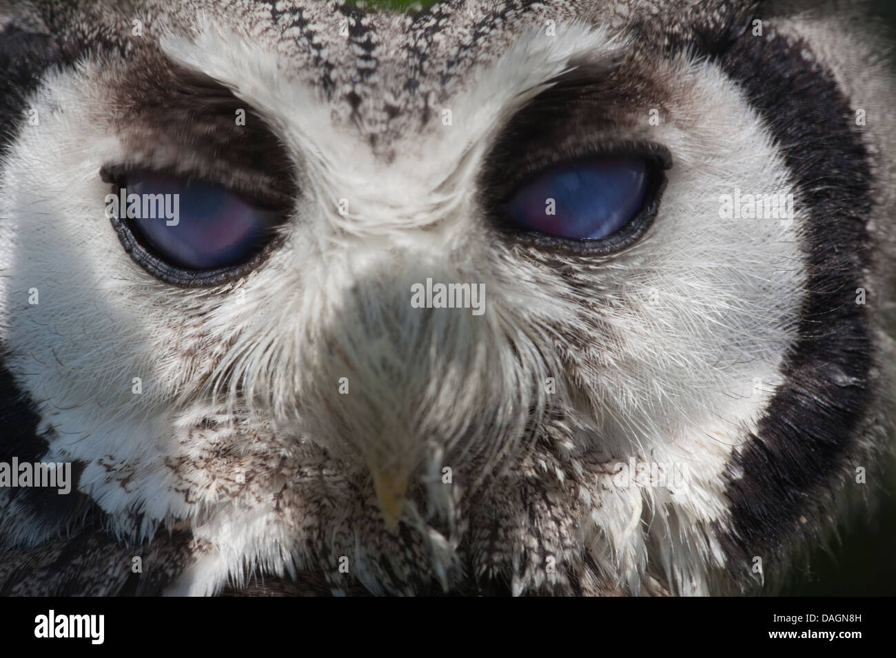 African White-faced Scops Owl (Otus leucotis). Nictitating membranes ...