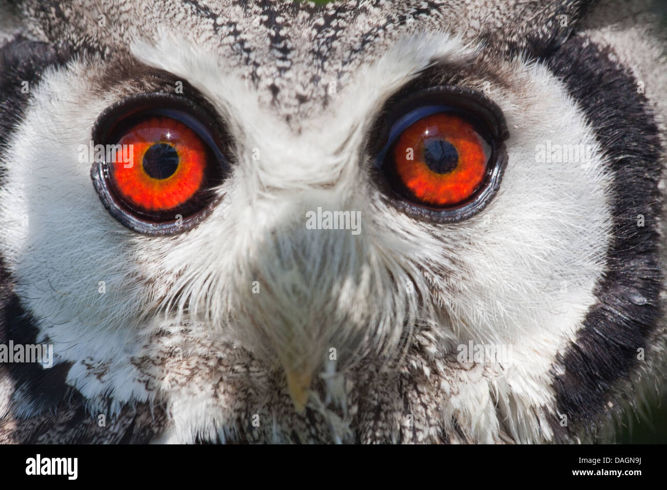 African White-faced Scops Owl (Otus leucotis). Close up of eyes facing ...