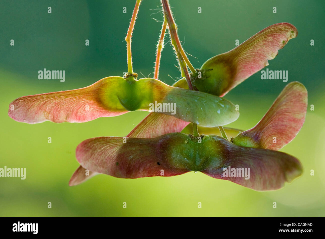 field maple, common maple (Acer campestre), branch with ripe fruits ...