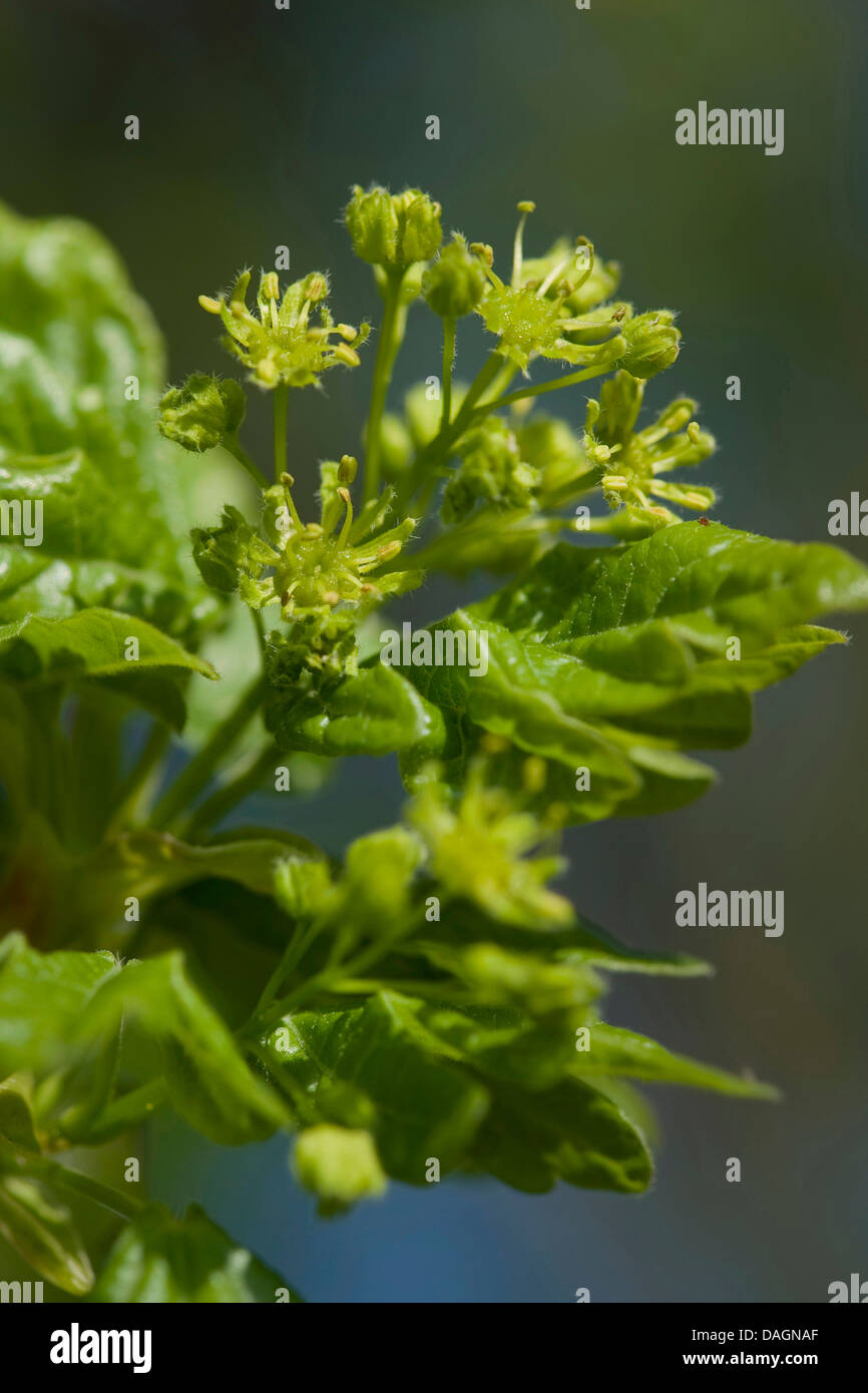 field maple, common maple (Acer campestre), blooming twig, Germany ...
