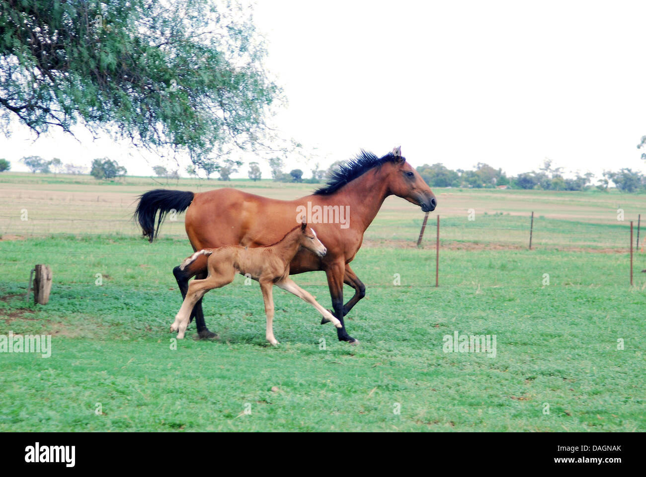 Young foal's first run Stock Photo - Alamy