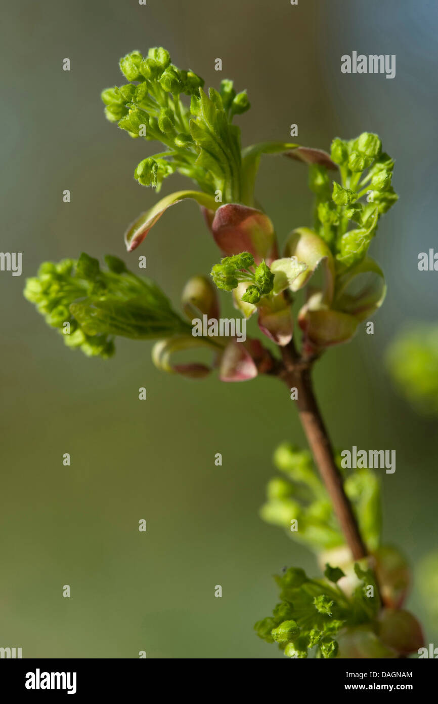 field maple, common maple (Acer campestre), twig with buds, Germany ... field maple, common maple (Acer campestre), twig with buds, Germany ...