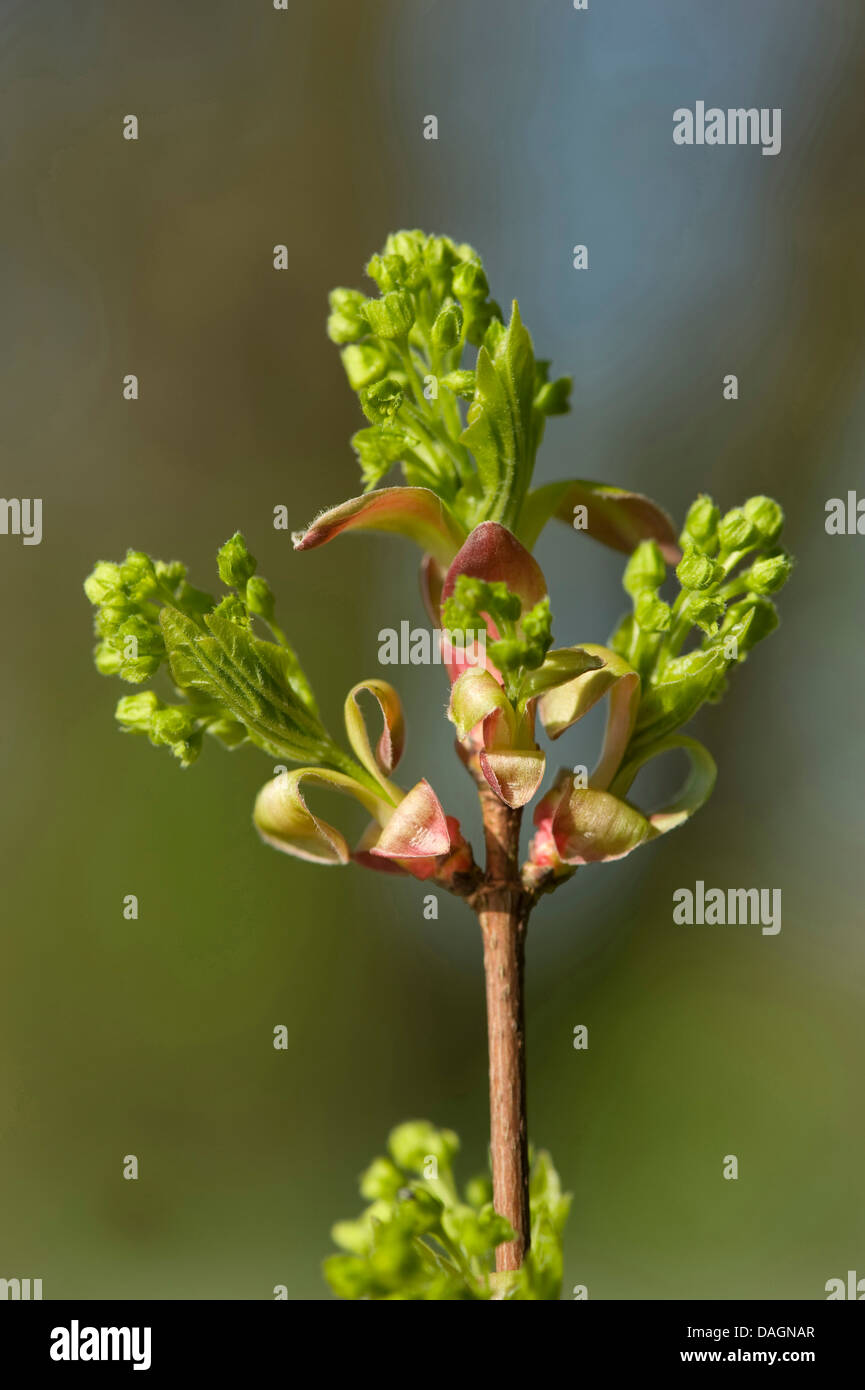 field maple, common maple (Acer campestre), twig with buds, Germany ... field maple, common maple (Acer campestre), twig with buds, Germany ...