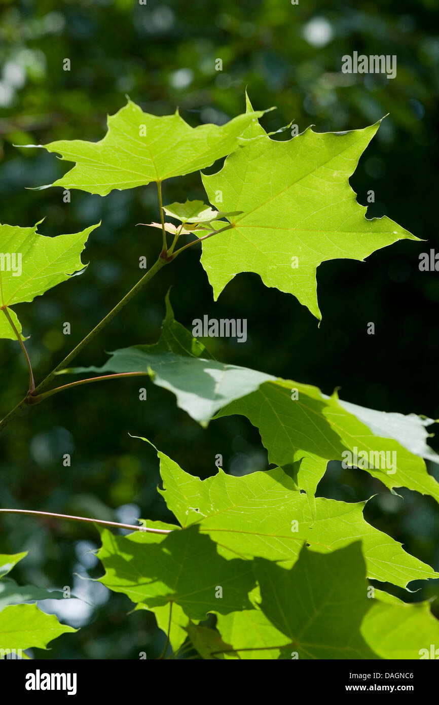 sycamore maple, great maple (Acer pseudoplatanus), branch, Germany ...