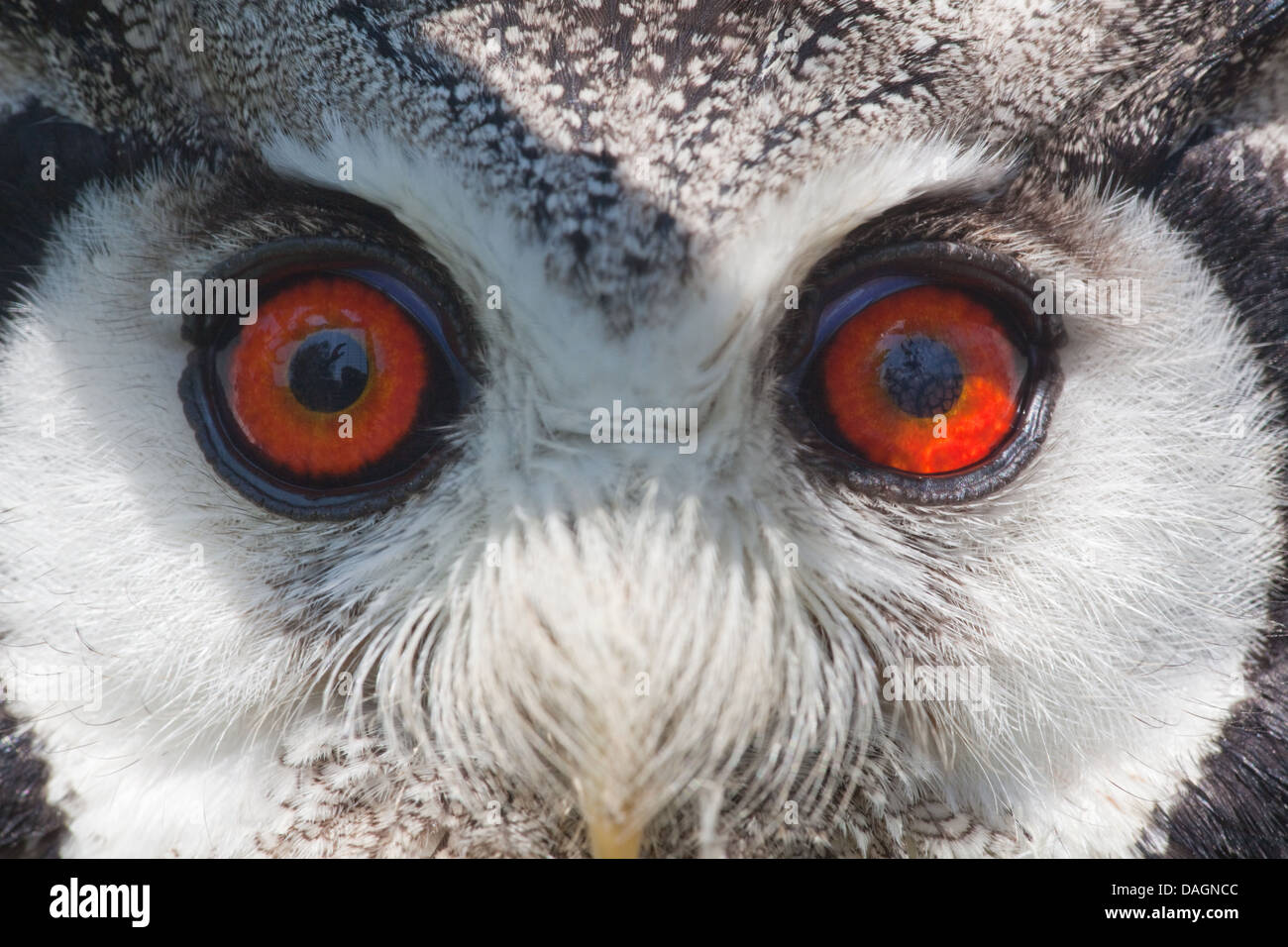 African White-faced Scops Owl (Otus leucotis). Eyes open looking ...