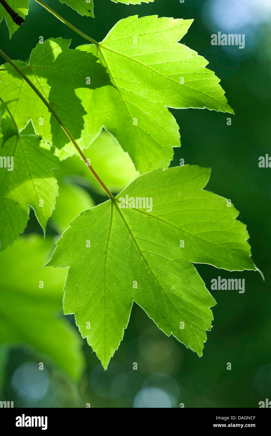 sycamore maple, great maple (Acer pseudoplatanus), leaves on a tree in ...