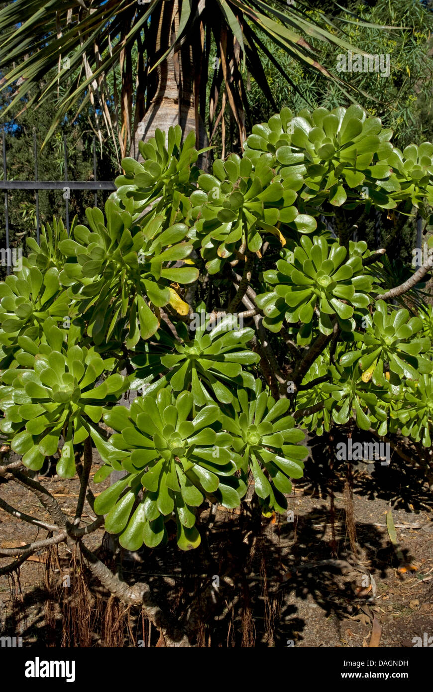 Aeonium (Aeonium manriqueorum), Canary Islands, Gran Canaria Stock ...