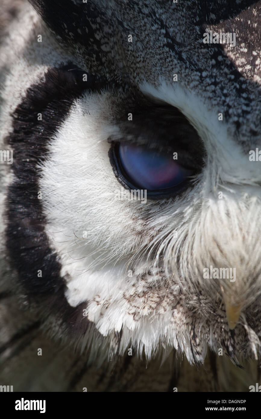 Bird third eyelid protective membrane hi-res stock photography and ...