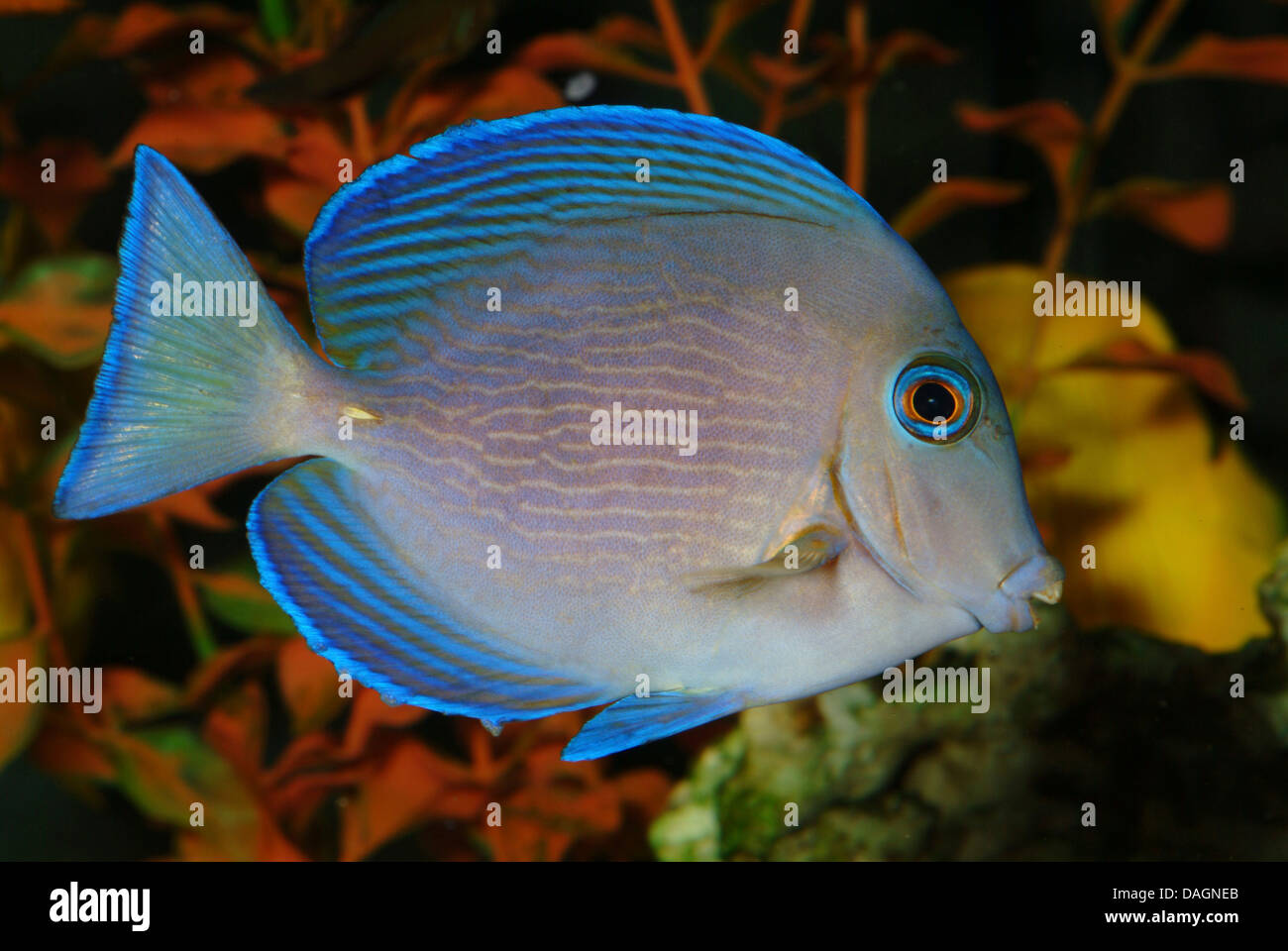 blue tang surgeonfish, blue tang (Acanthurus coeruleus), swimming Stock ...