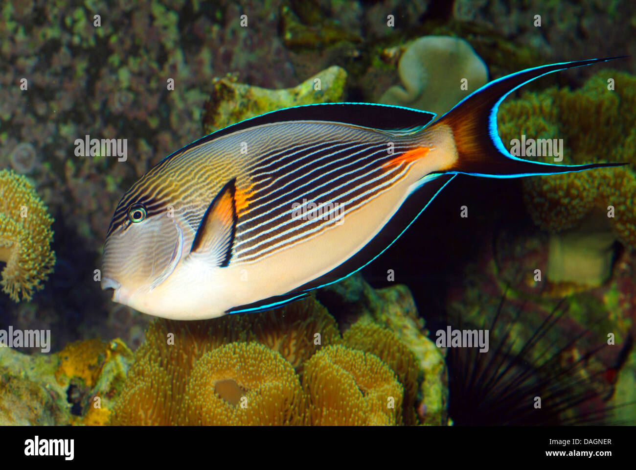 Sohal surgeonfish (Acanthurus sohal), swimming Stock Photo - Alamy