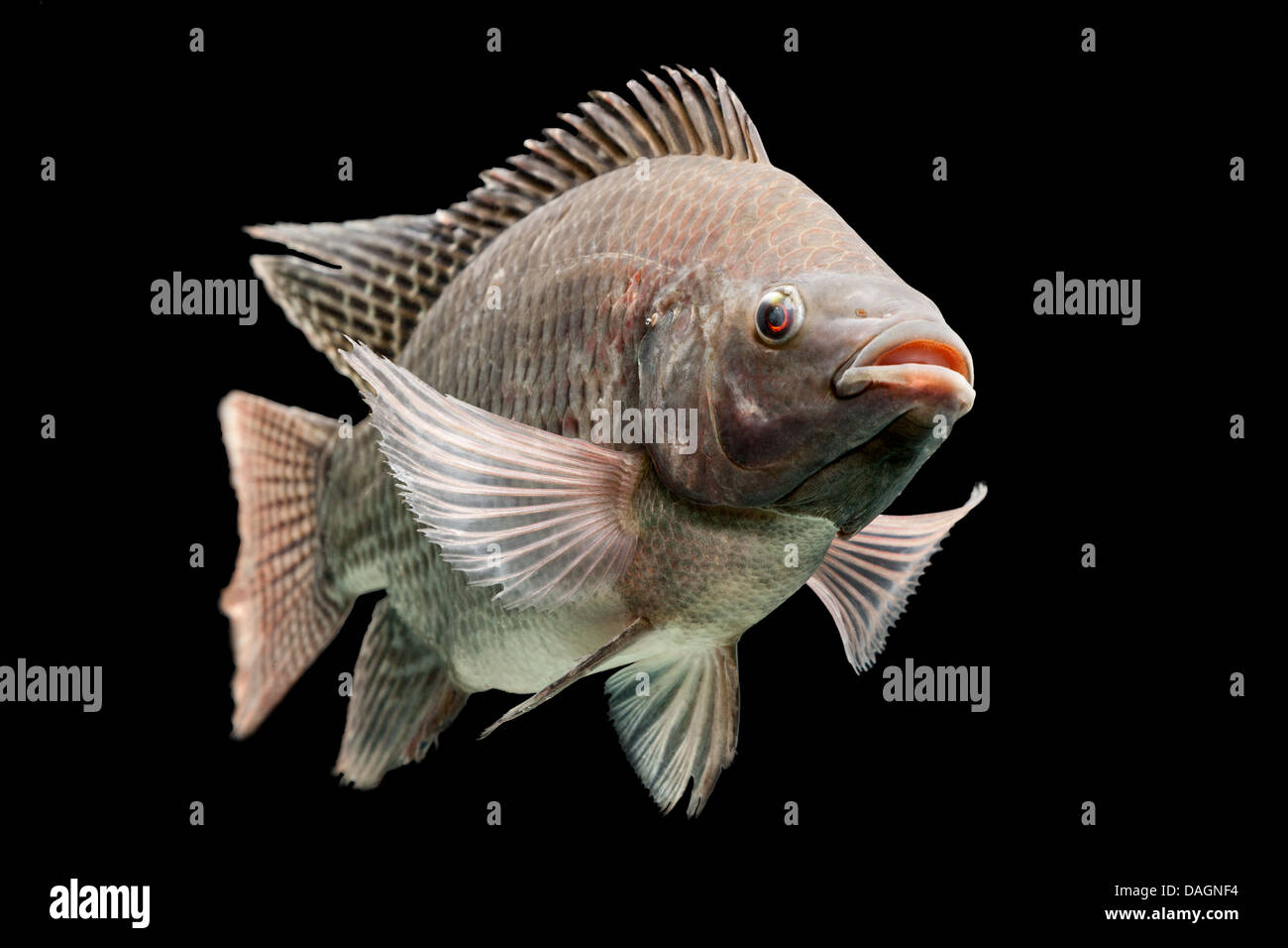 Mozambique Tilapia Oreochromis Mossambicus Isolated On Black Studio ...