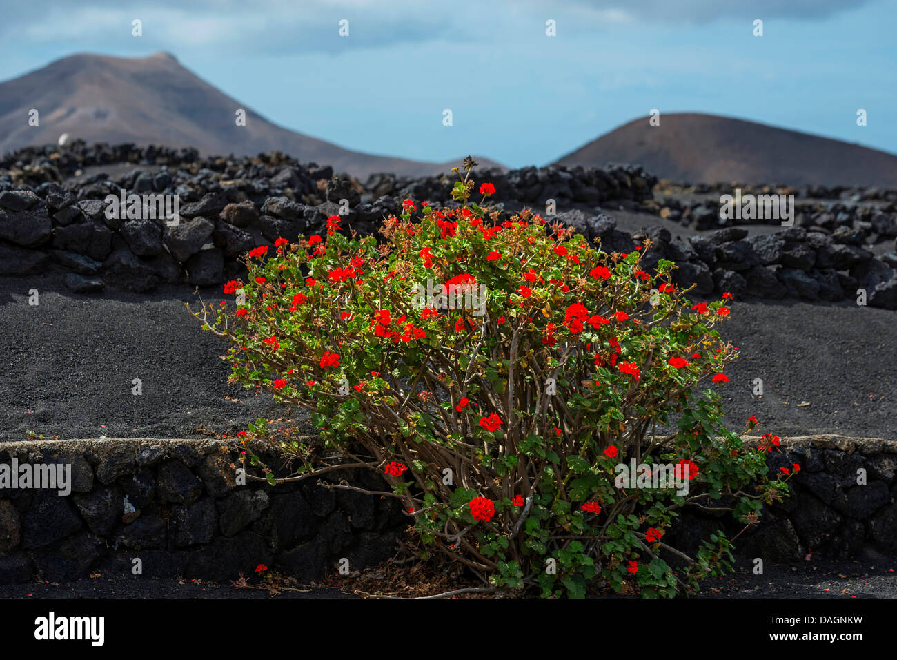 Volcanic Ash For Plants