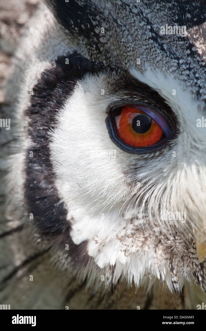 African Scops Owl (Otus leucotis). Close up of right eye within facial ...