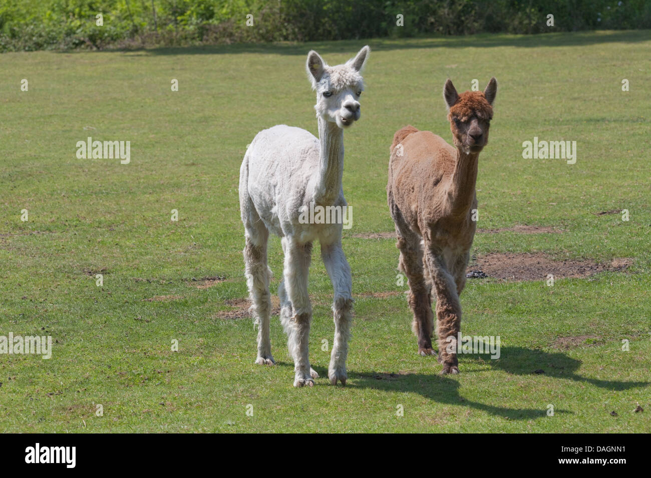 Shear hi-res stock photography and images - Alamy