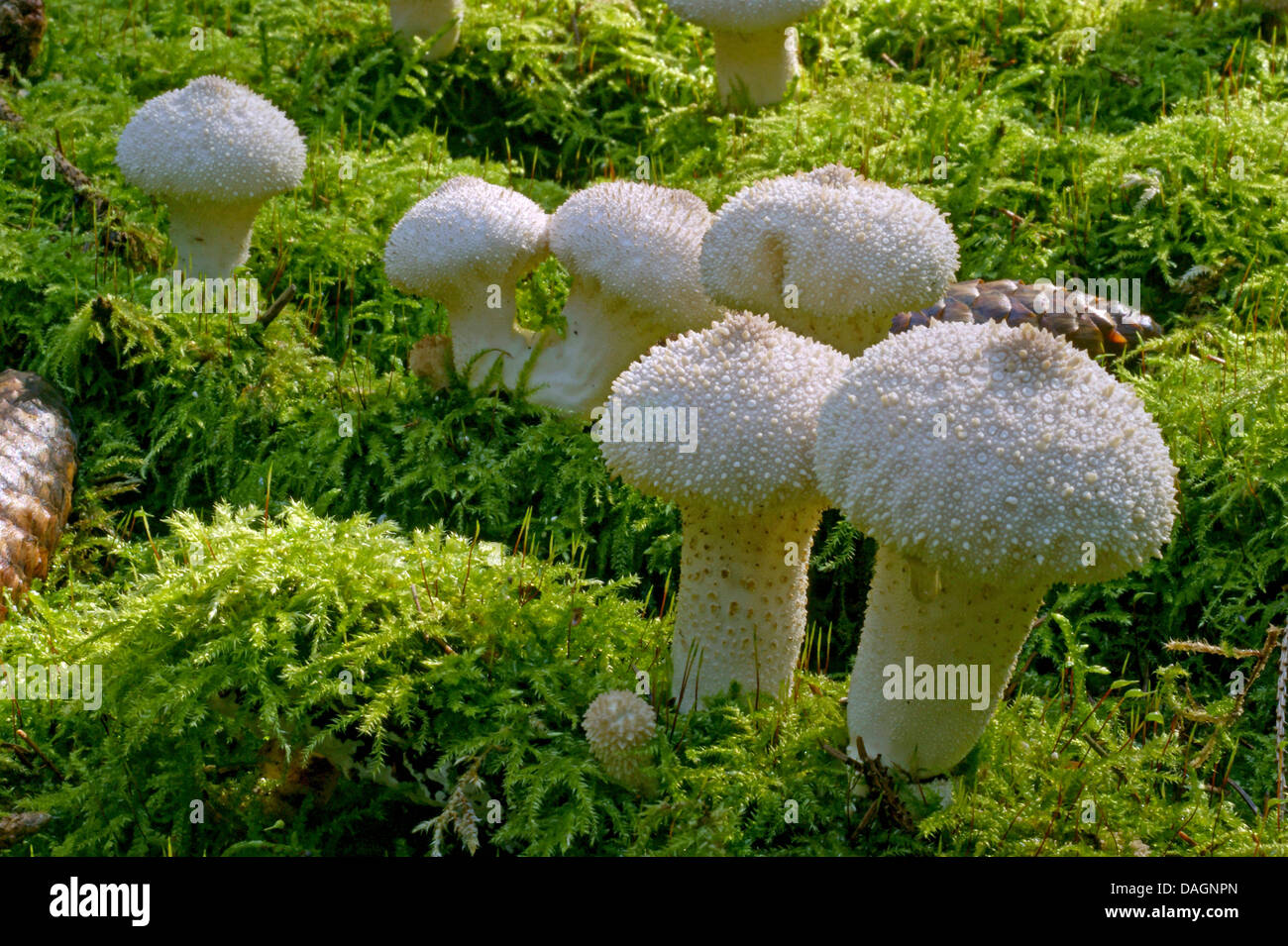 Devils snuff box hi-res stock photography and images - Alamy