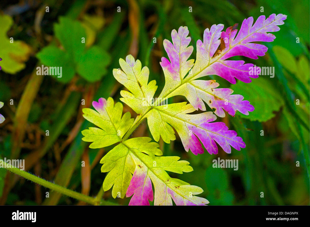 Death of leaf hi-res stock photography and images - Alamy