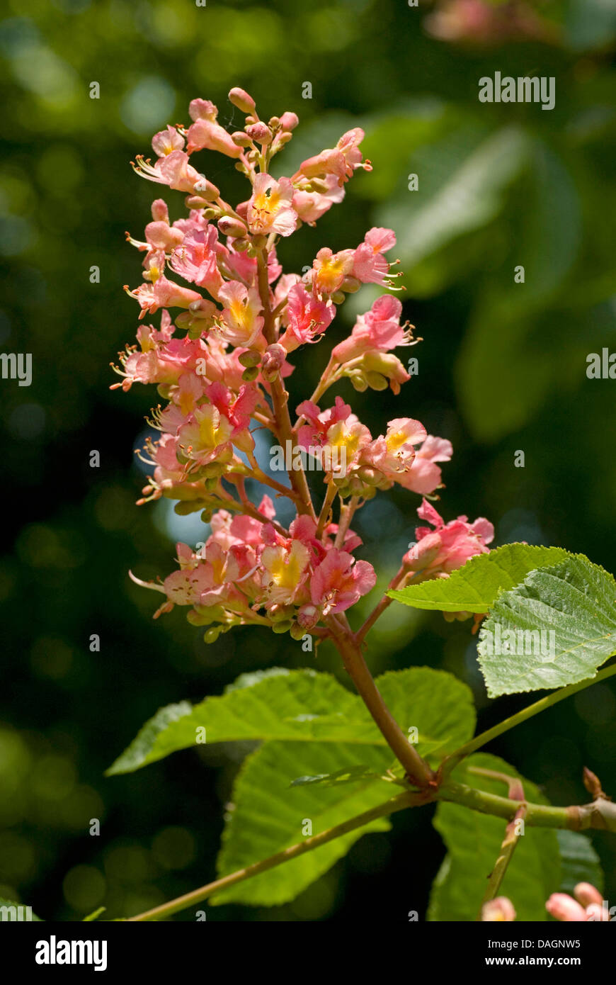 red horse chestnut, pink horse chestnut (Aesculus x carnea, Aesculus ...