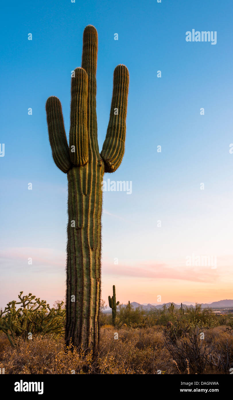 Saguaro cacti plant hi-res stock photography and images - Alamy