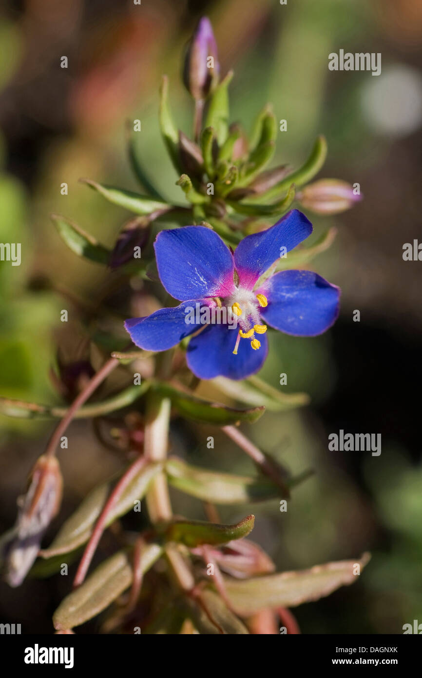 Flaxleaf Pimpernel (Anagallis monelli, Anagallis linifolia), flower ...